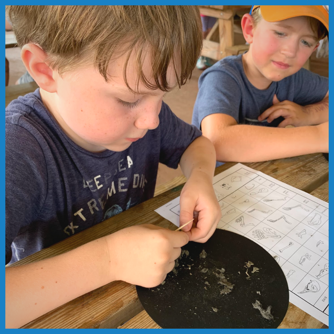 Owl Pellet Dissection - Afternoon Session - Hands On! Discovery Center